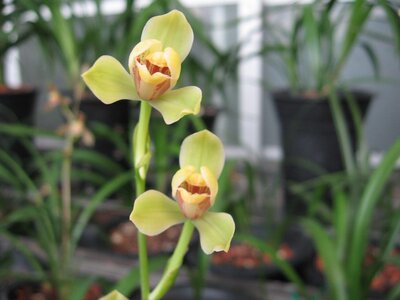 带叶芽夏皇梅特壮苗 八大之首梅瓣名品 四季兰花 开品端庄花期长