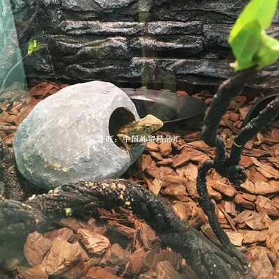 工厂销Reptile Box Lizard Snake Spider ScLorpion Cave Nest A