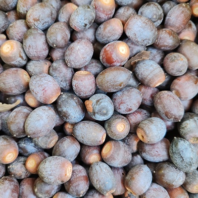 野生新货橡子仁择子仁栎树米橡粟磨淀粉做凉粉豆腐橡子果