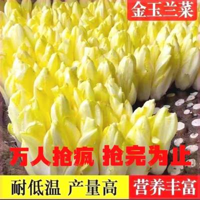 四季黄金玉兰菜种子营养