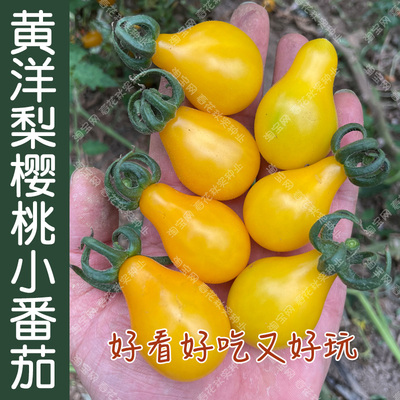 黄洋梨樱桃番茄种子盆栽菜园