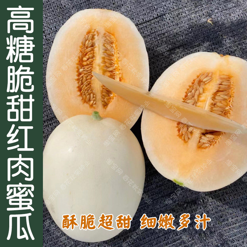 超甜红肉蜜瓜高糖甜瓜种子 春秋季播水果籽 肉质松脆爽口桔红肉孑