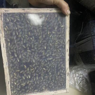 中蜂带蜂箱中华土蜂出售笼蜂