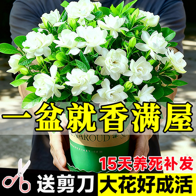 语曦栀子花盆栽四季浓香型包成活