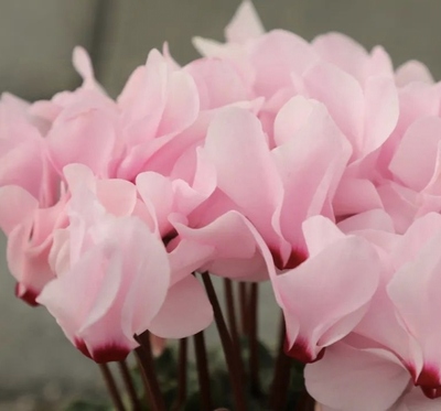 玉兔仙客来带花苞耐寒室内阳台花卉盆栽花期长开花不断耐寒年宵花