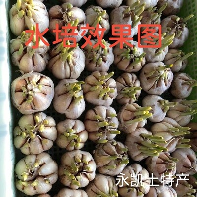 大蒜种子发芽大蒜蒜苗蒜黄种植蒜瓣有内芽催芽蒜种水培大蒜苗