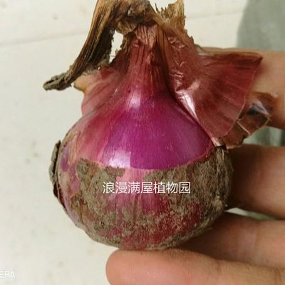 农家传统紫皮甜辣四季洋葱种子