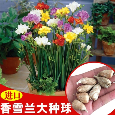 进口香雪兰种球小苍兰晚香玉盆栽