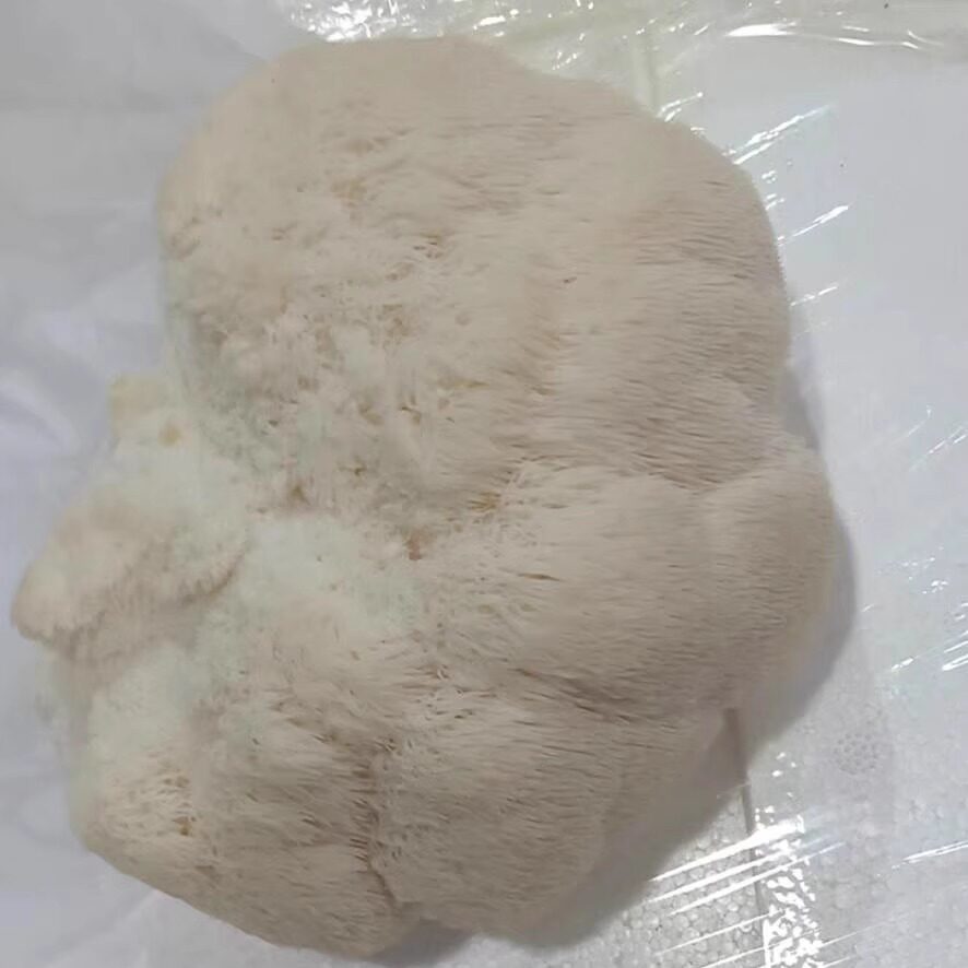 新鲜菌菇 猴头菇 野生食用菌 500g 江浙沪皖6件包邮