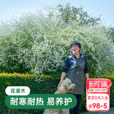 海蒂的花园雪柳鲜枝喷雪花树苗黄金喷泉绣线菊耐寒耐冻灌木植物