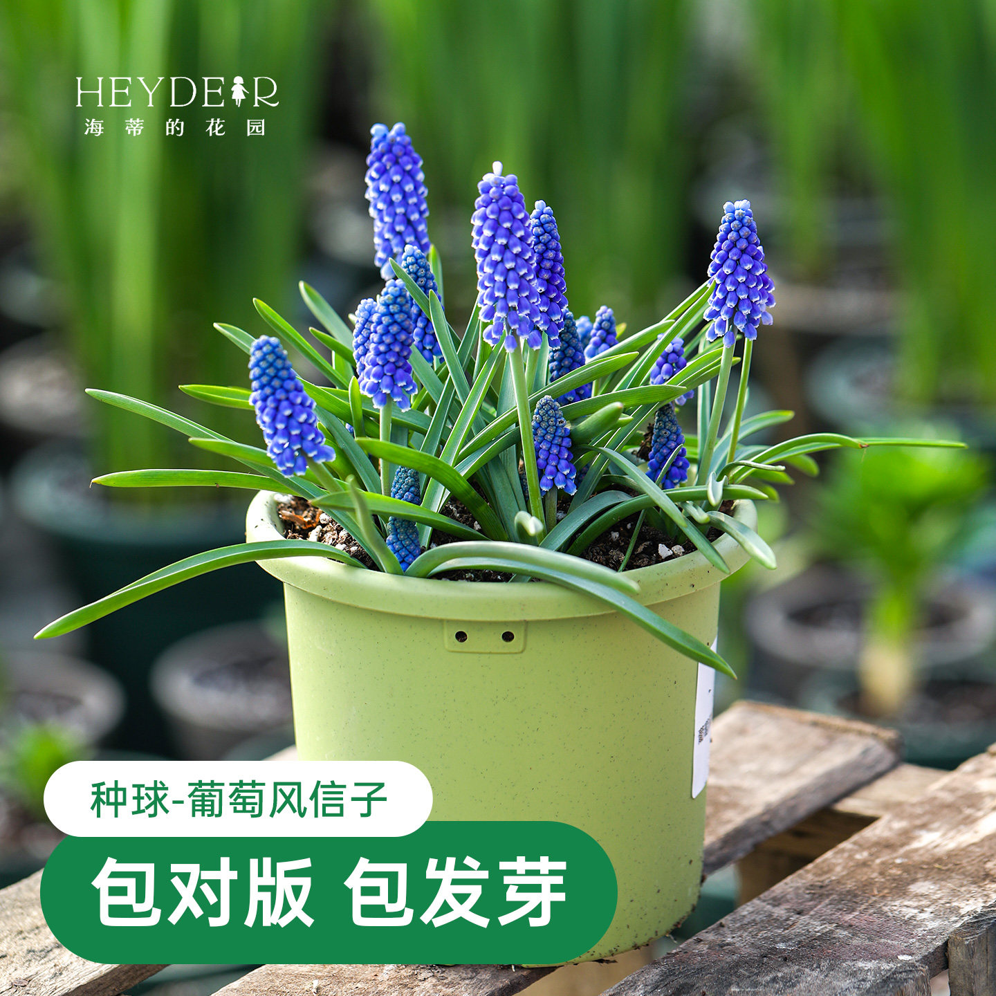 海蒂的花园葡萄风信子种球花卉多年生盆栽植物好养易复花球根裸球