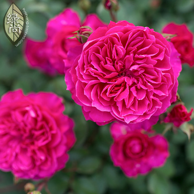 爱弗的玫瑰欧月花苗欧洲进口盆