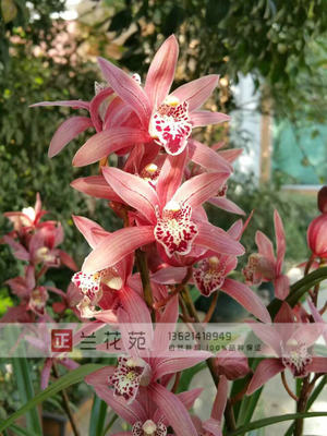 甜香娇美红花 台北小姐 花大 杂交兰浓郁甜香 花色鲜艳