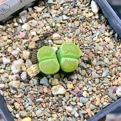 3571双头绿菊一物一拍多肉植物生石花肉锥35包邮