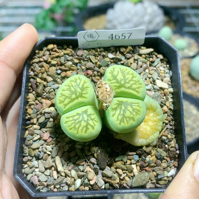 35包邮4657绿菊母本