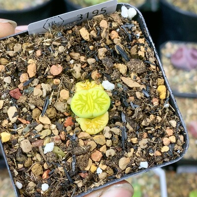 3195绿菊一物一拍多肉植物生石花肉锥35包邮