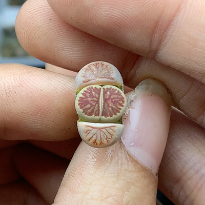 清棚特价一件包邮1881