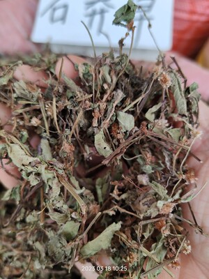 野山草药石莽草 石辣蓼 太阳草 红辣蓼干品无提取无杂质