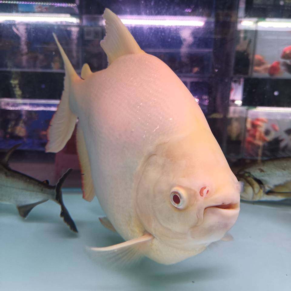 红眼银板鱼,红眼白子银板鱼,红眼鱼是什么鱼_大山谷图库