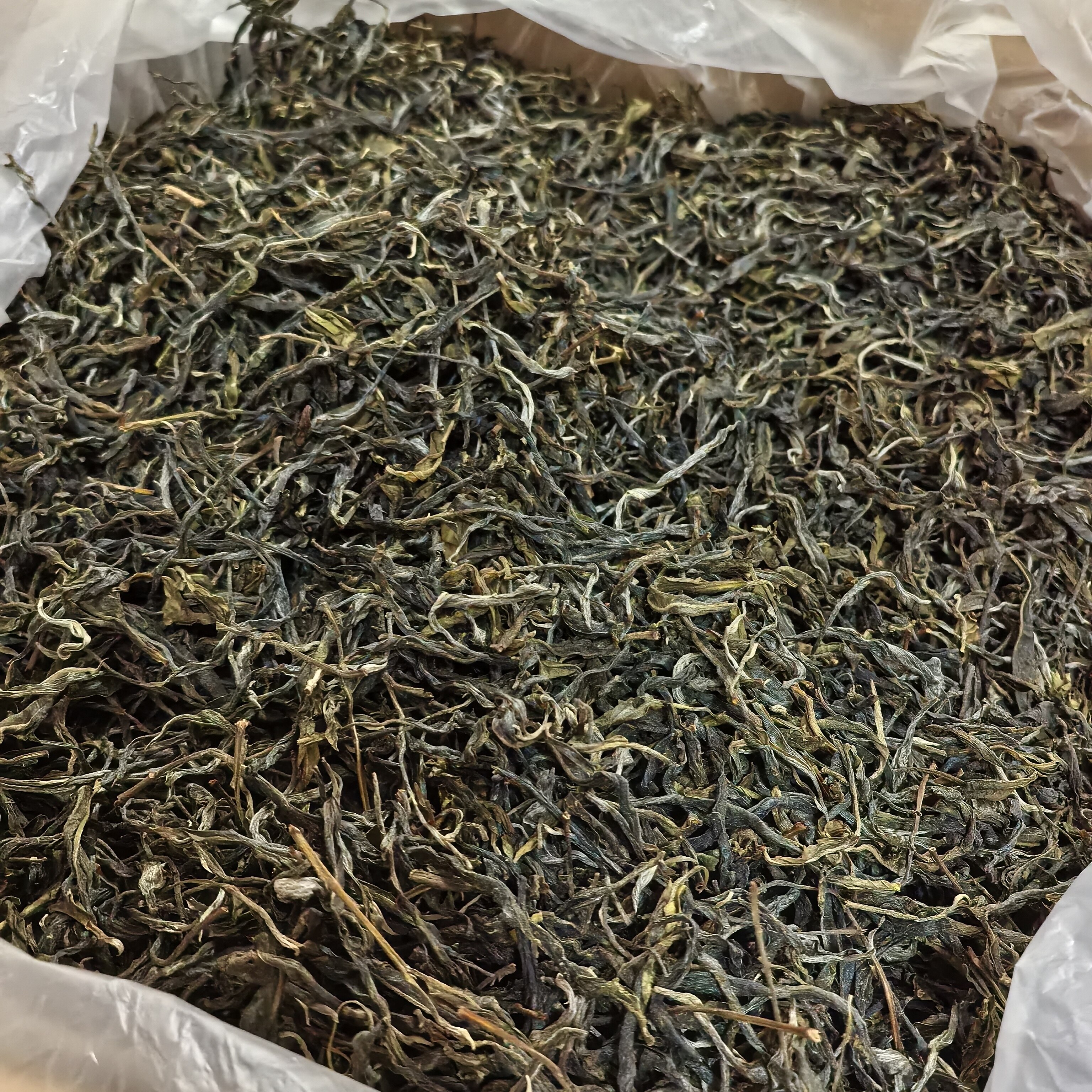 小户赛古树生茶新茶散茶福利款