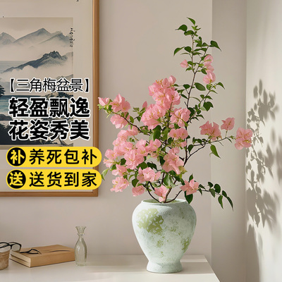 三角梅大号老桩盆栽四季开花带花