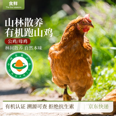 有机跑山鸡山林散养自然生长走地鸡土鸡煲汤烹饪新鲜散养公鸡母鸡