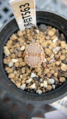 【忆多肉】生石花全窗饼干寿丽t563