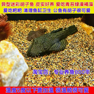 异型迷彩胡子鱼吃藻清道夫工具鱼
