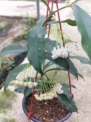 洛奇球兰 Hoya lockii