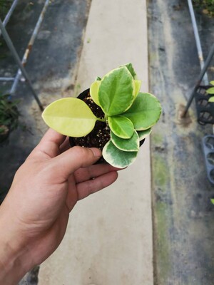 菁萃园艺球兰室内春夏