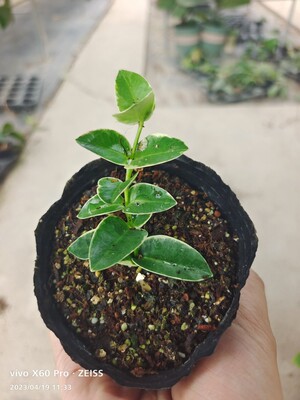 球兰阳台菁萃园艺春秋季节球兰