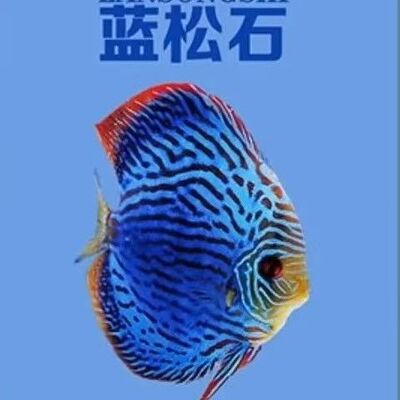 七彩神仙鱼苗2-5cm热带淡水观赏鱼20多个品种德松蓝松包邮渔场发