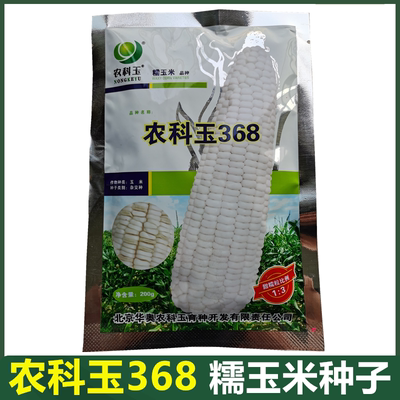 农科玉368京科糯2016糯玉米种子农科糯336加甜糯白糯玉米种籽鲜食