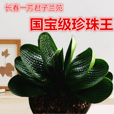 一芳国宝级君子兰宽短圆麻小型兰
