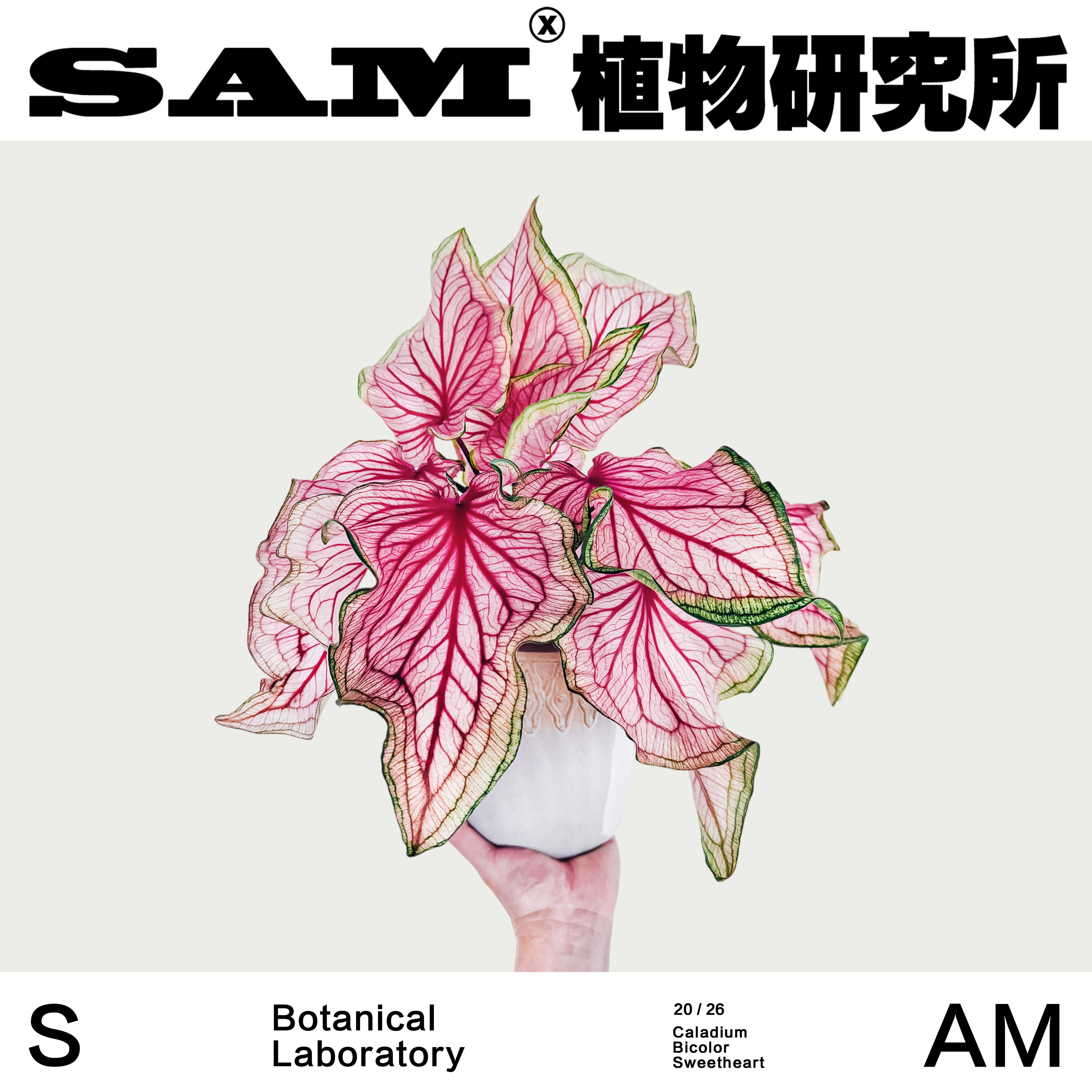 甜心彩叶芋粉色系耐晒绿植ins家居好养植物花园阳台盆栽植选礼物