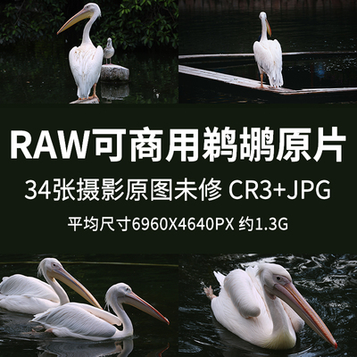 raw可商用鹈鹕原片高清大嘴公园捕鱼水上动物图cr3相机未修原图片