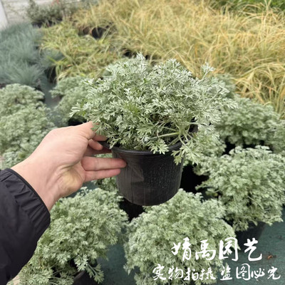 芙蓉菊朝雾草绵杉菊银香菊雪艾玉芙蓉雪叶菊庭院阳台室内鲜活苗