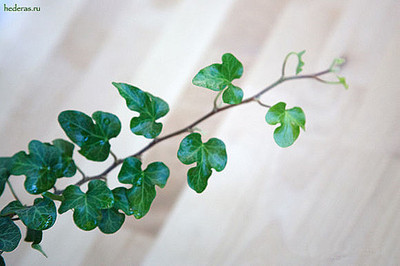 常春藤  卷苏  Hedera helix 'Curly Locks'  稀有品种
