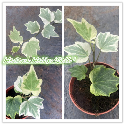 常春藤'贝尔' Hedera Helix 'Bell ' 稀有品种
