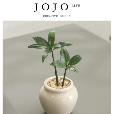 JOJO'SLIFEPD竹柏盆栽绿植花卉