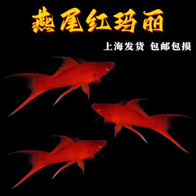 燕尾双剑鱼燕尾红箭鱼红剑红玛丽