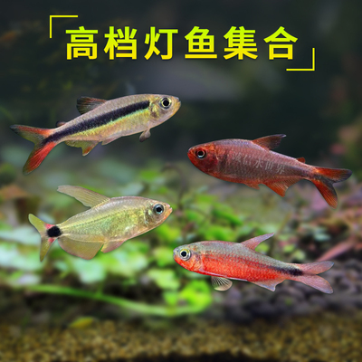 高档灯鱼赤焰绿翡翠蝴蝶凯蒂绯红巧克力蓝钻红梅亚瑟灯彩虹星钻鱼