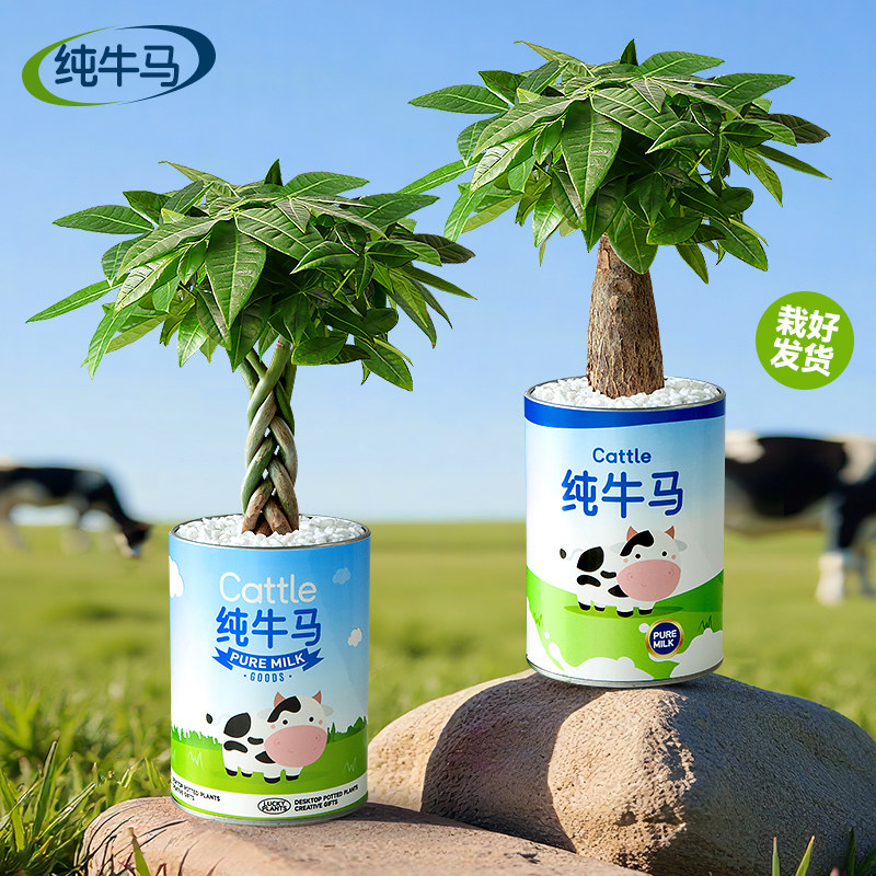 纯牛马打工人情绪稳定发财树植物治愈创意盆栽室内桌面绿植送礼物