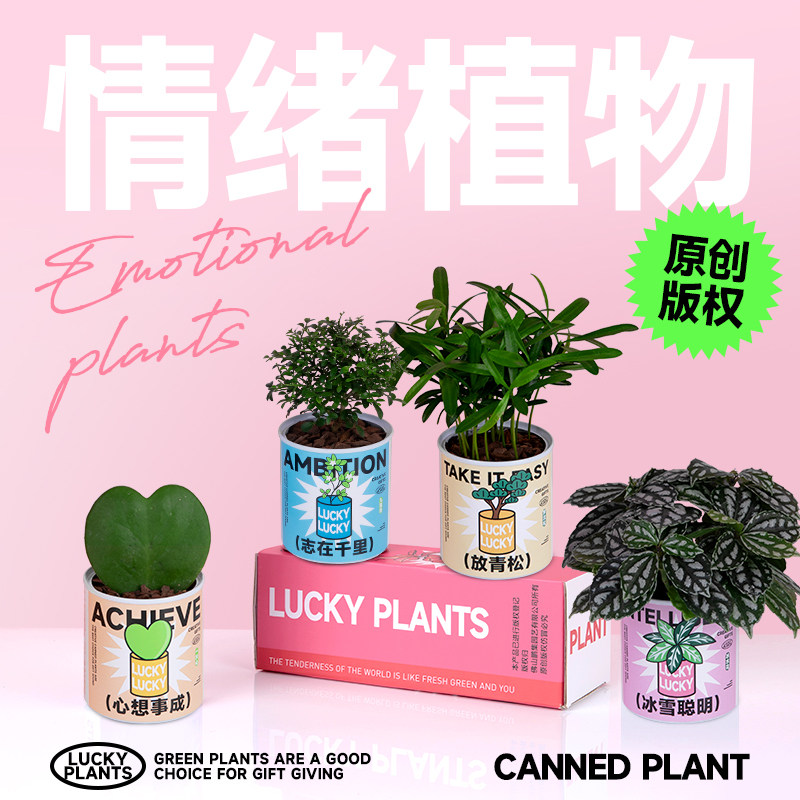 罗汉松植物客厅办公室桌面工位一片心多肉小盆栽情绪治愈植物神奇