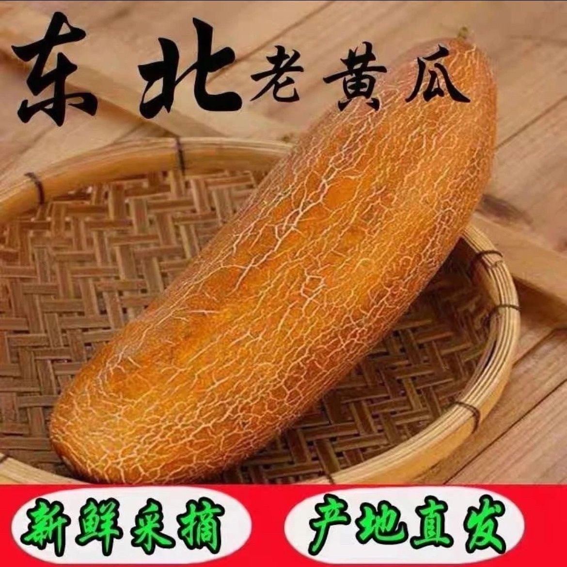 新鲜现摘东北老黄瓜清甜脆嫩可炖汤凉拌农家蔬菜