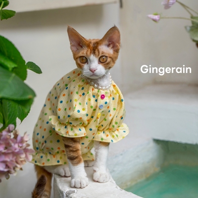 GINGERAIN 糖豆娃娃衫无毛猫德文猫衣服夏季廓形透气防掉毛衬衫