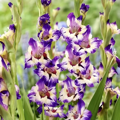 5颗【迷彩】剑兰种球荷兰进口唐菖蒲花卉绿植盆栽种子多年生