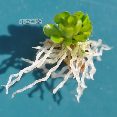 罗福螺旋狸藻布朗歇海妖女小虫草堂食虫植物盆栽小白兔子小蓝禾叶