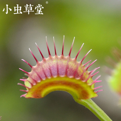 荷兰吃虫吃蚊子苍蝇四季食虫草