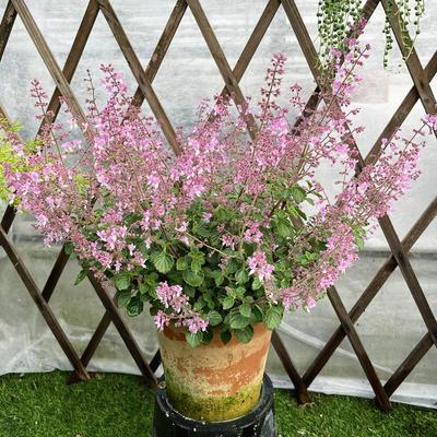 小众花卉粉花香妃草阳台秋冬